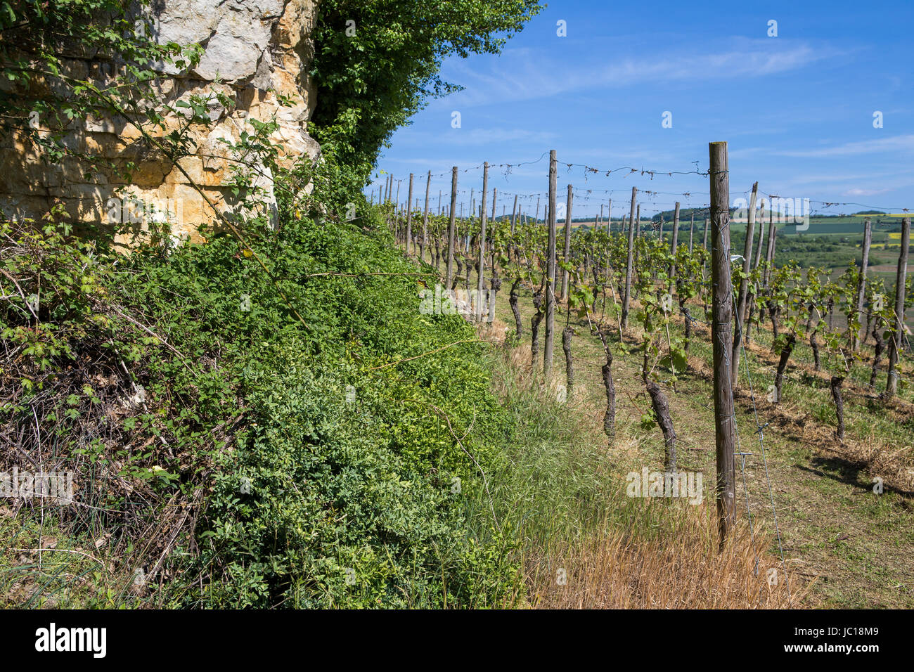 Palmberg hi-res stock photography and images - Alamy