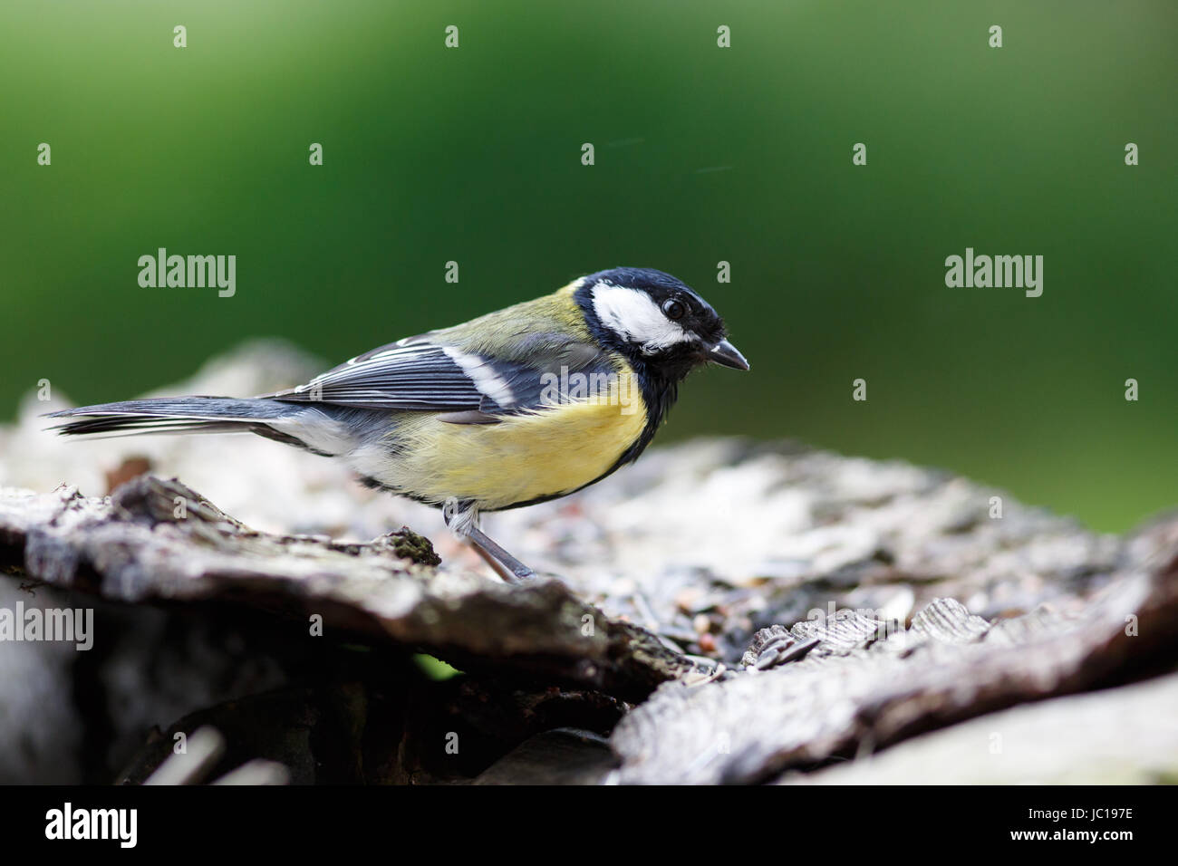 Meisenart hi-res stock photography and images - Alamy
