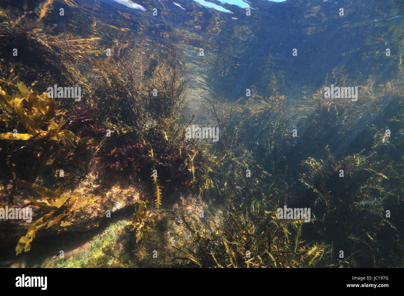 Jungle of various sea weeds grown on coastal rocks in tidal zone of ...