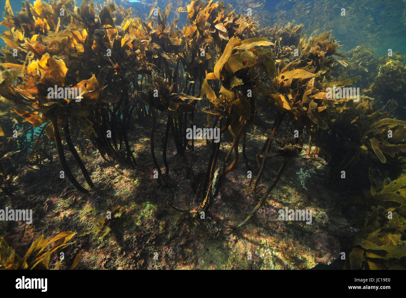 Dense forest of brown kelp Ecklonia radiata on rocky bottom in shallow ...