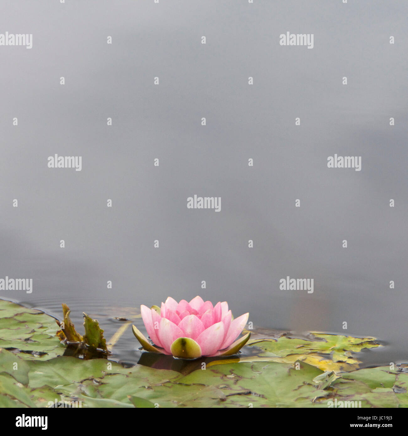 Aqua lilly pad hi-res stock photography and images - Alamy