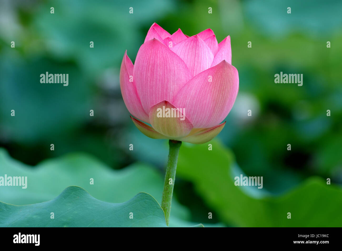 A single lotus flower standing in middle Stock Photo - Alamy