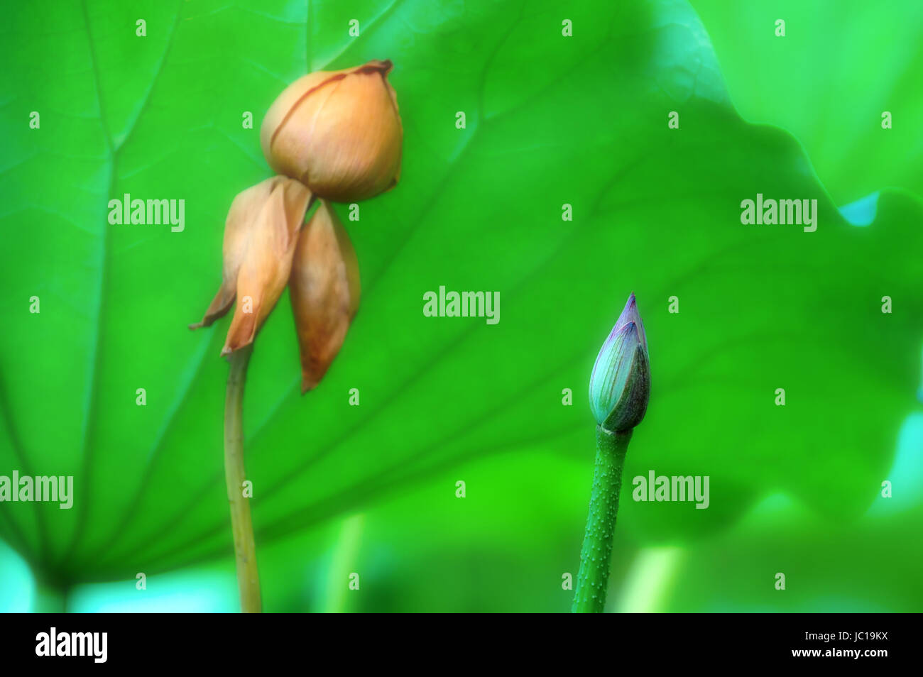 The young lotus bud and a faded blossom Stock Photo - Alamy