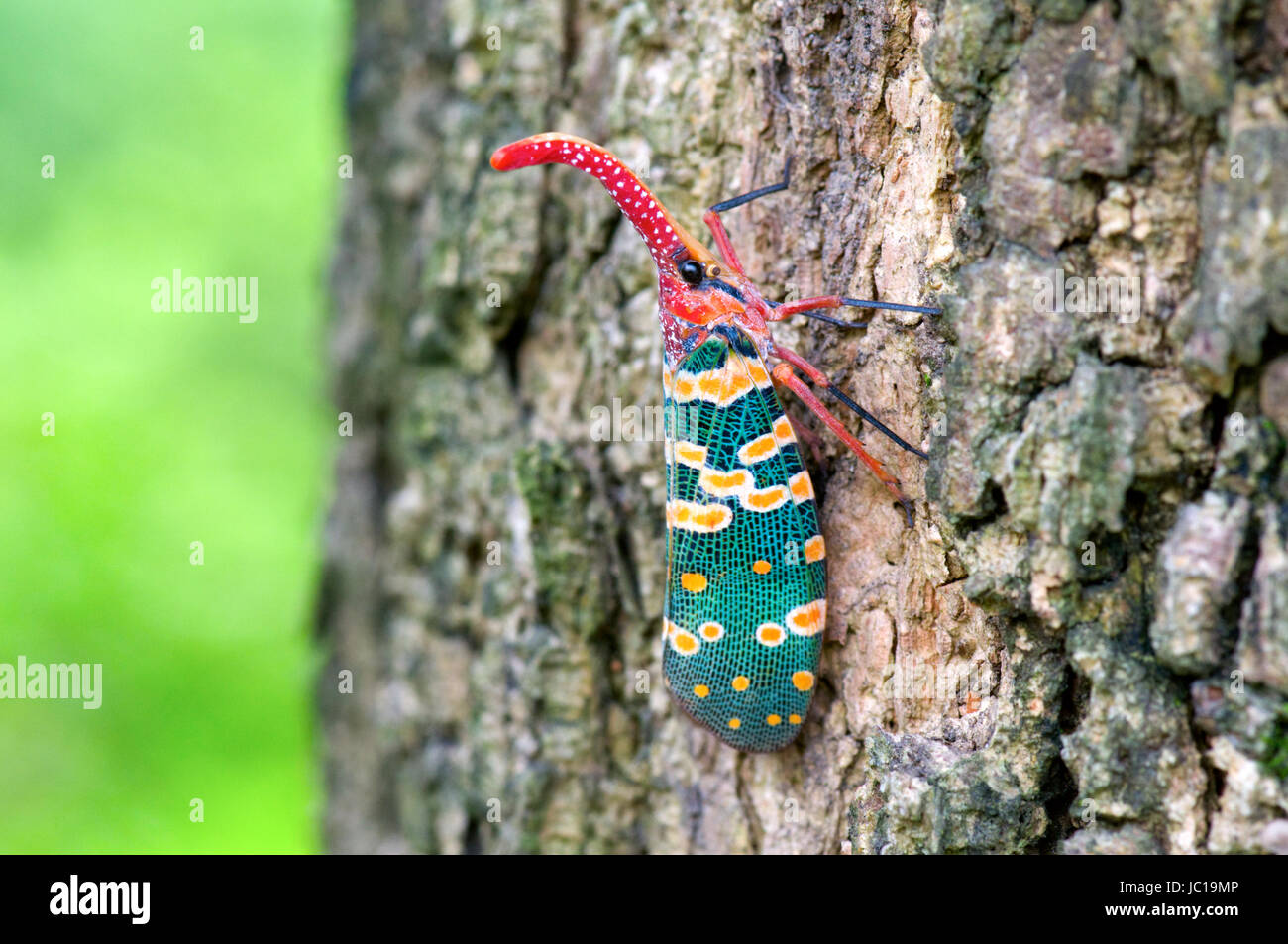 Fulgora candelaria hi-res stock photography and images - Alamy
