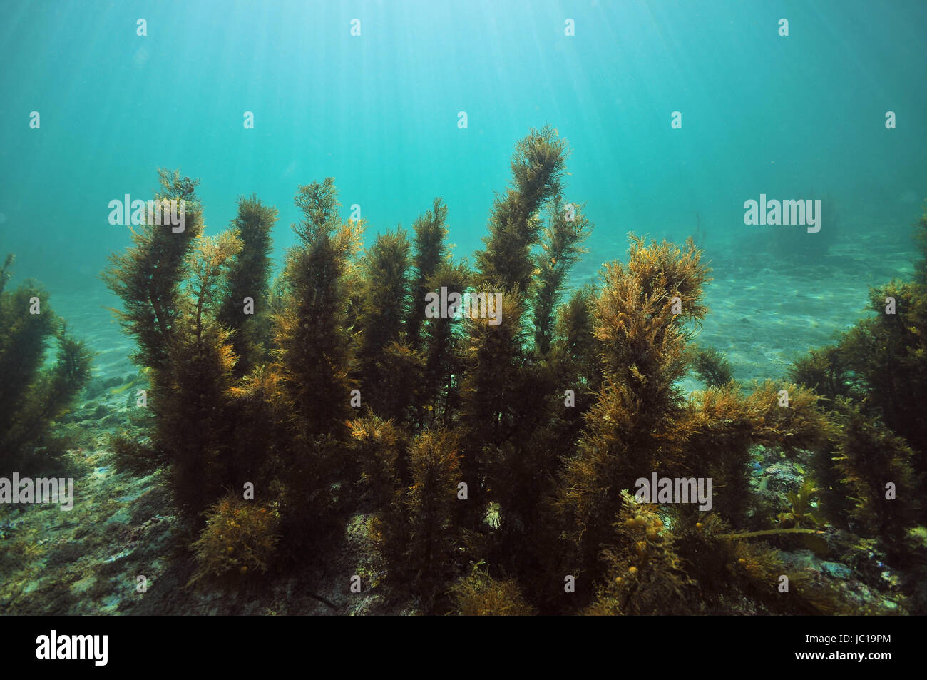 Brown sea weeds forming bushes on flat bottom in shallow water where ...