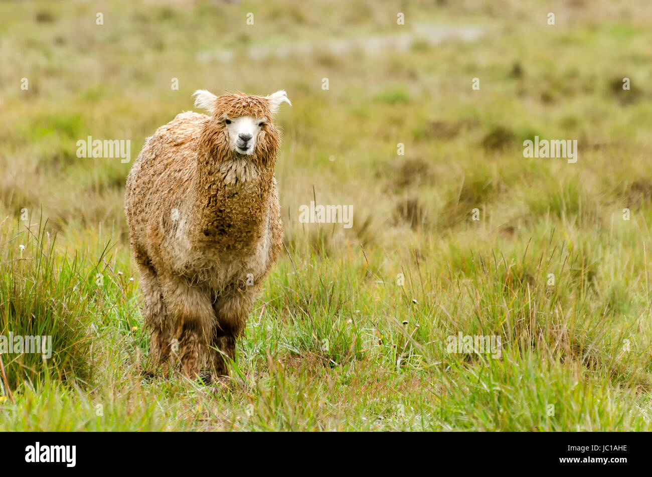 Camel eyes hi-res stock photography and images - Alamy