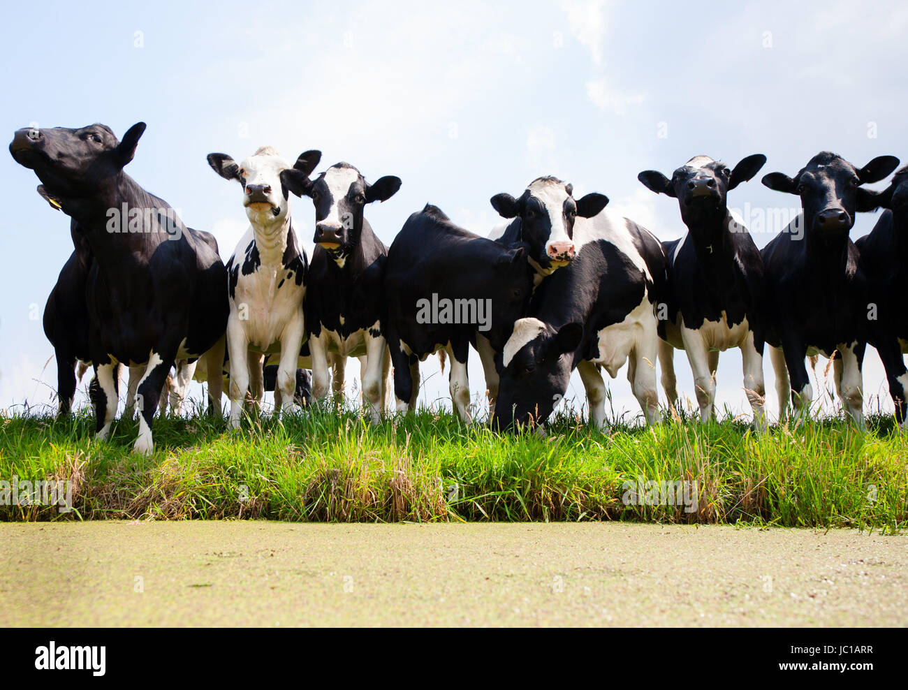 Dutch cows in the meadow Stock Photo - Alamy