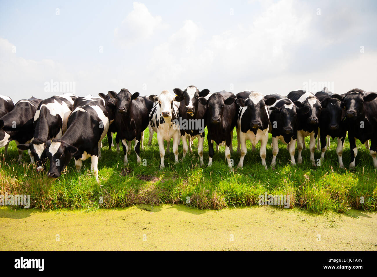 Dutch cows in the meadow Stock Photo - Alamy