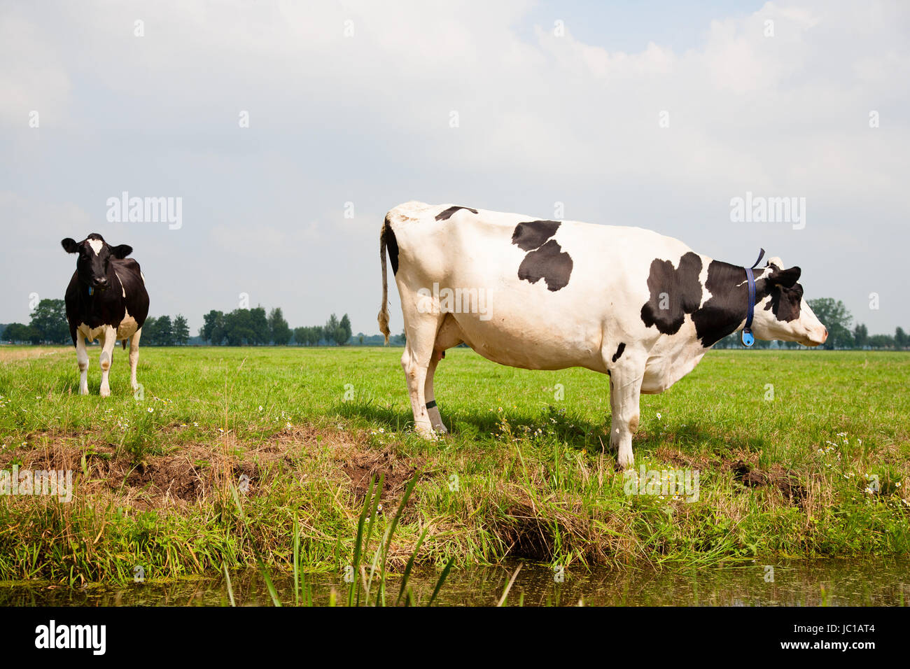 Dutch cows in the meadow Stock Photo - Alamy