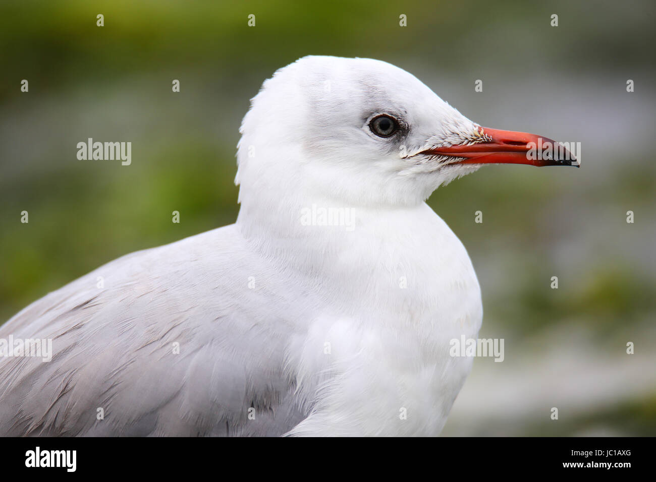 Portrait of Grey-headed Gull (Chroicocephalus cirrocephalus) on a beach ...