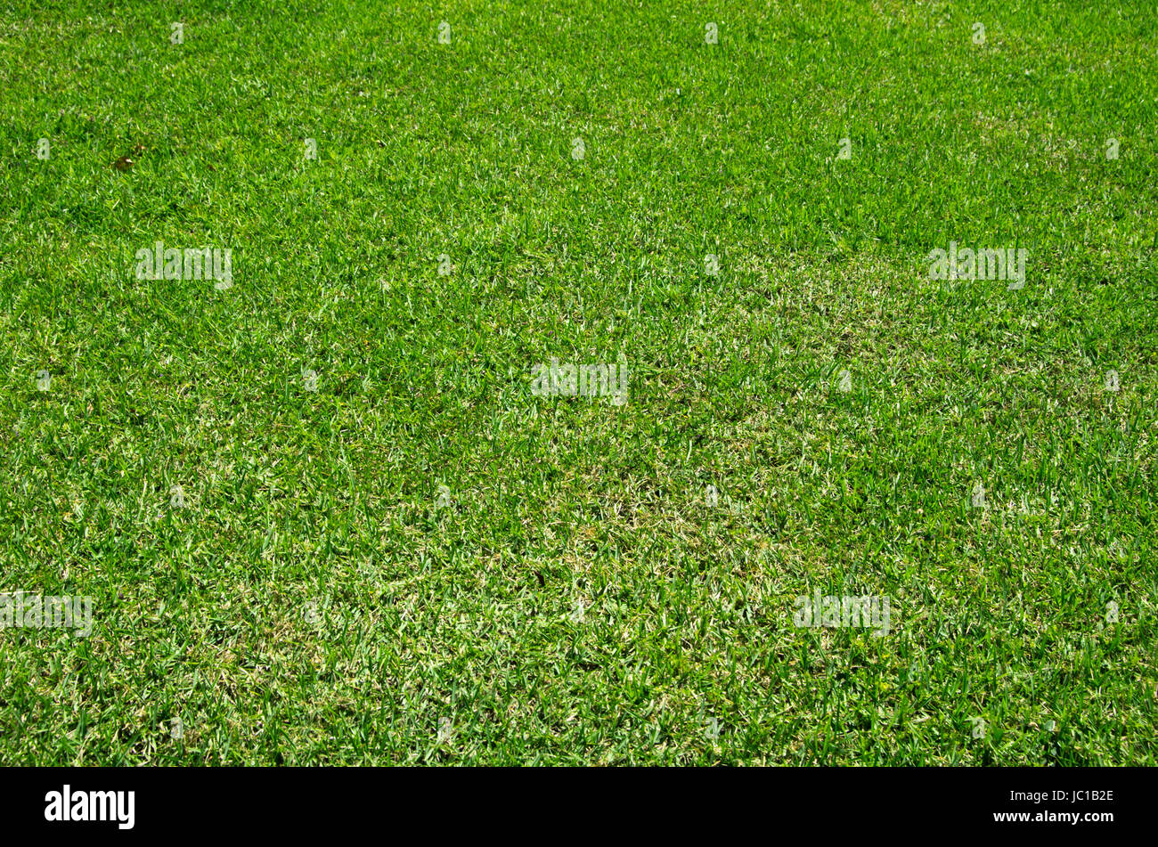 Close-up image of fresh spring green grass Stock Photo - Alamy