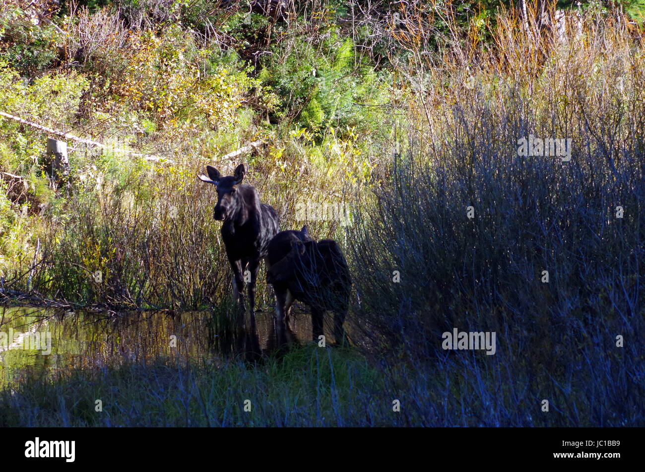 Moose Male Female High Resolution Stock Photography and Images - Alamy