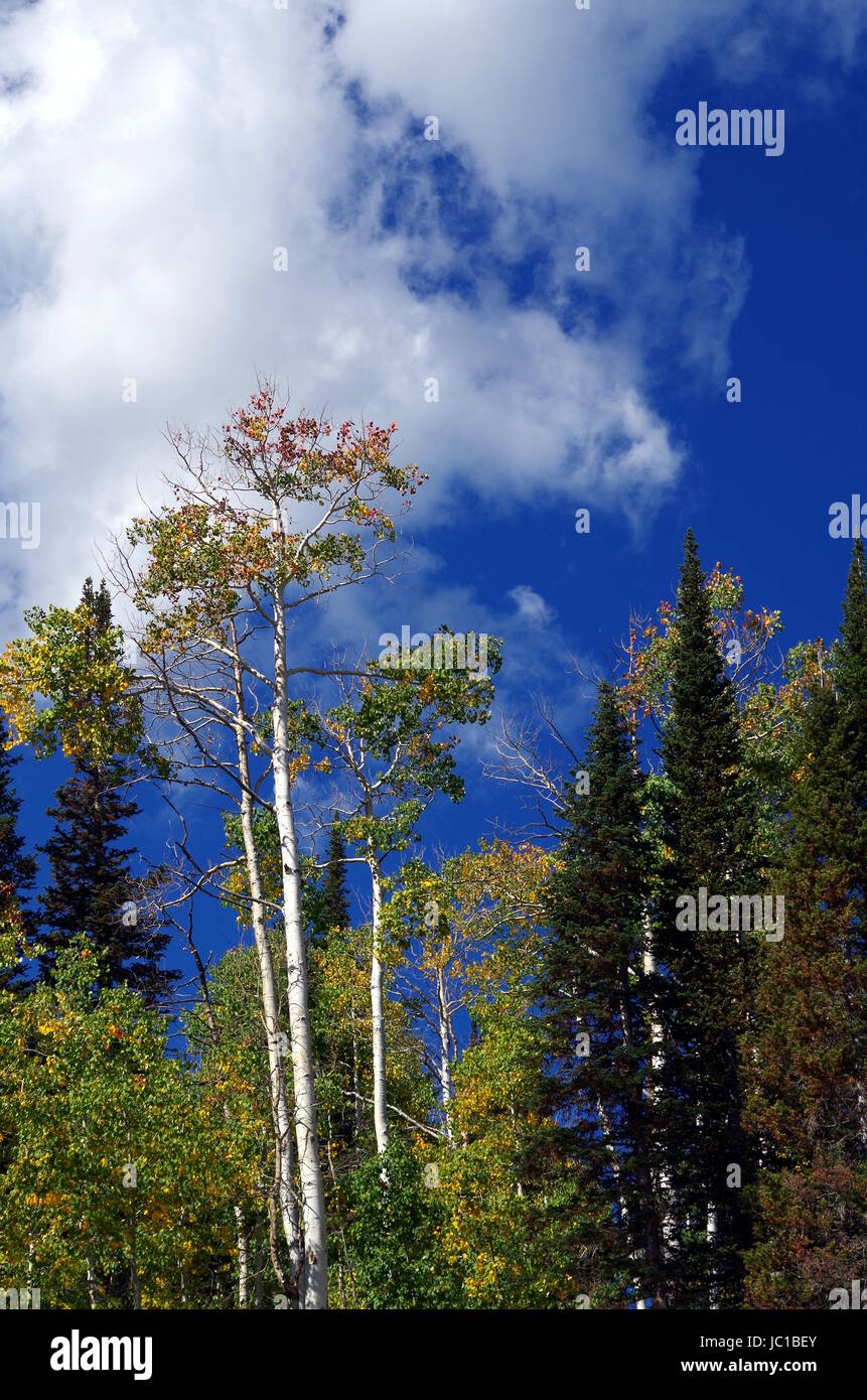 Aspen trees in the Wasatch Mountains towards the end of fall with ...