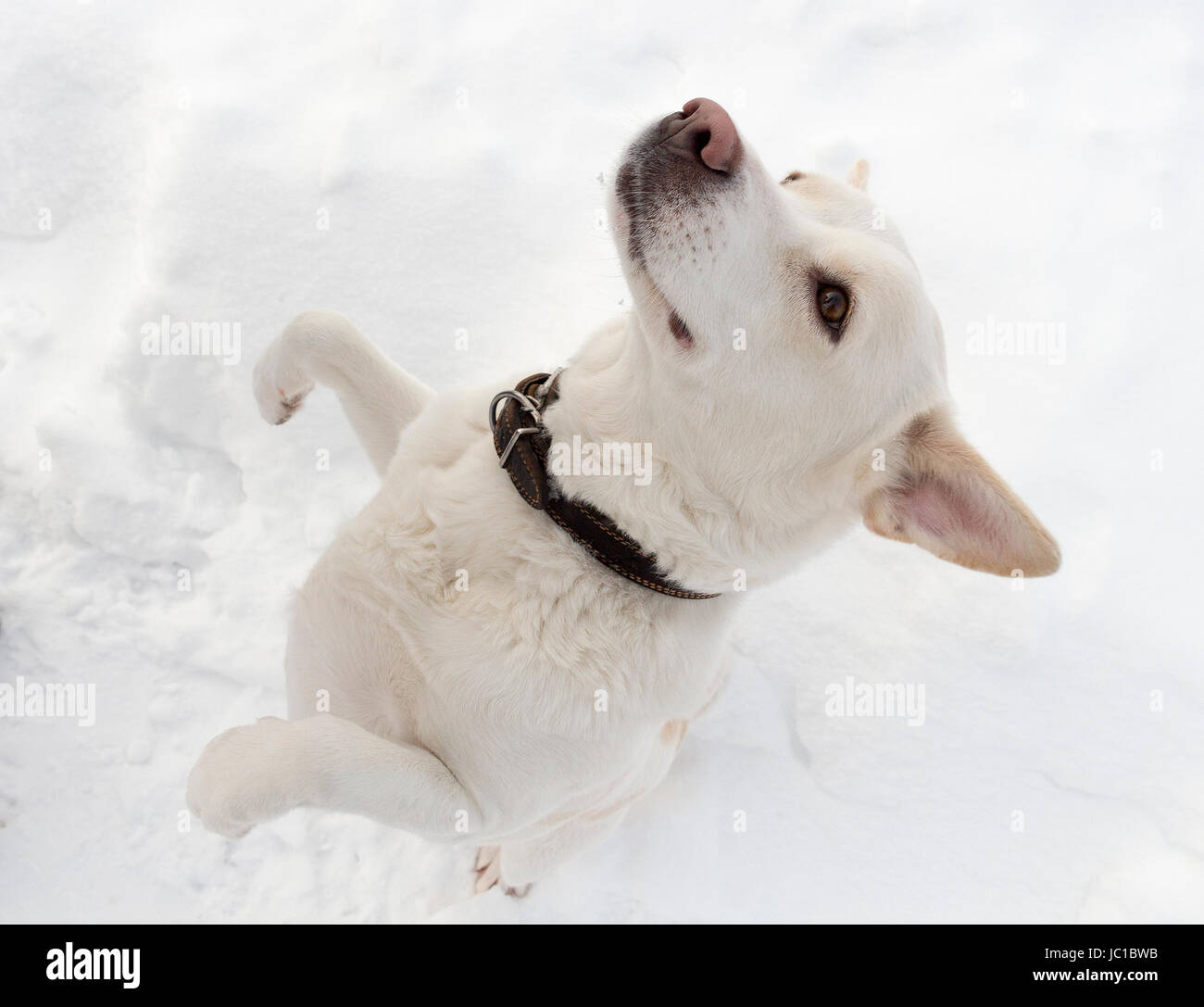 White dog dancing closeup Stock Photo - Alamy