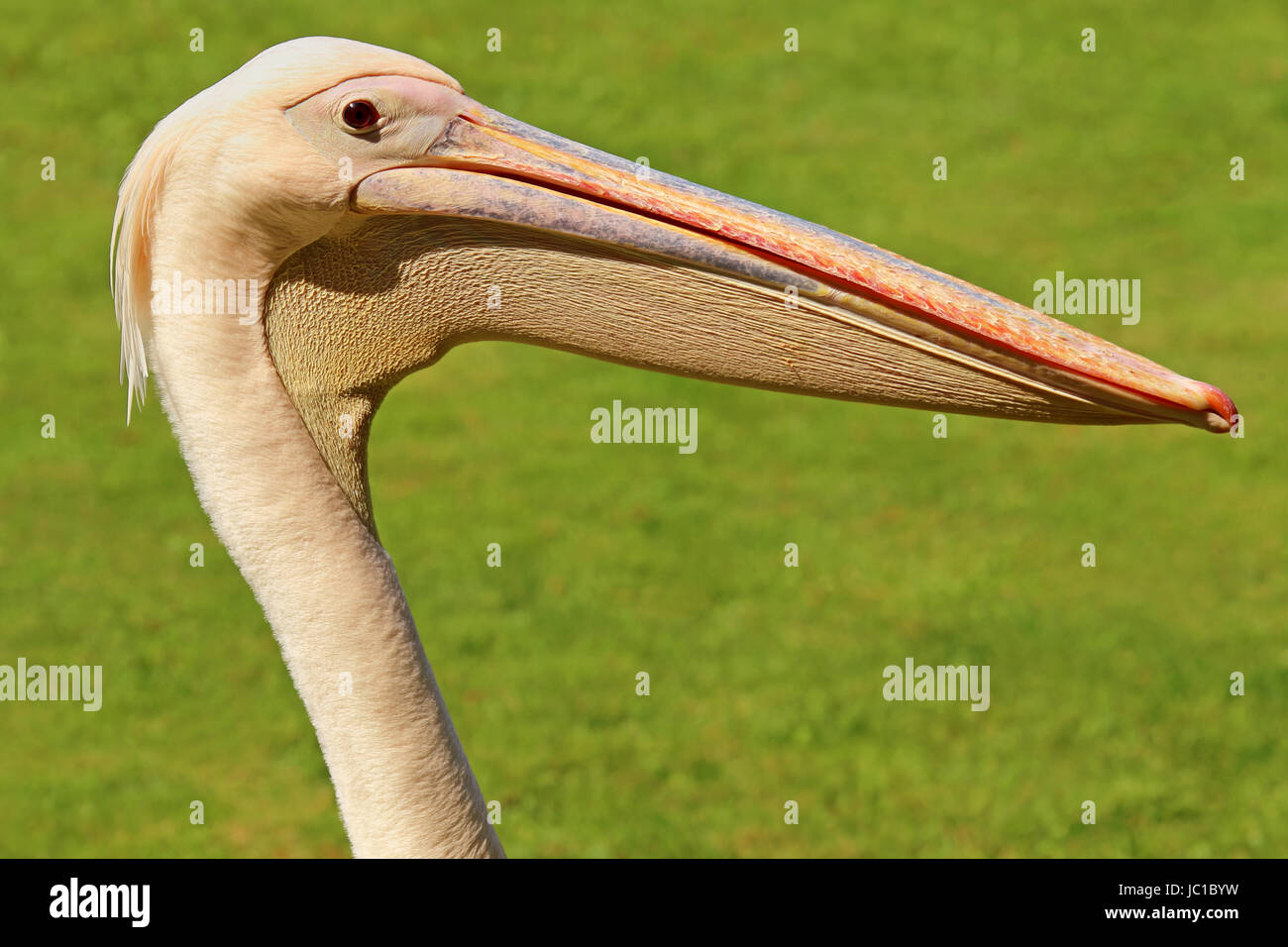 pelican as a head study Stock Photo - Alamy