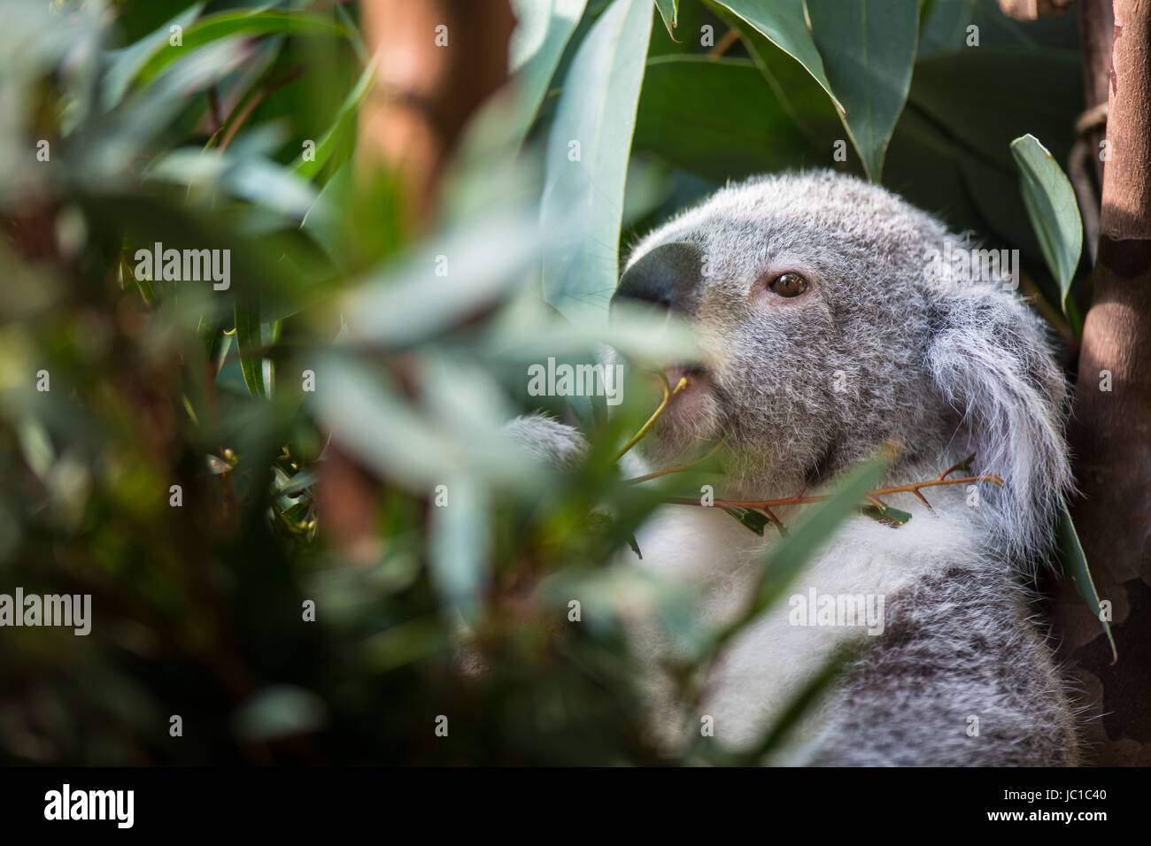 Koala on a tree with bush green background Stock Photo - Alamy