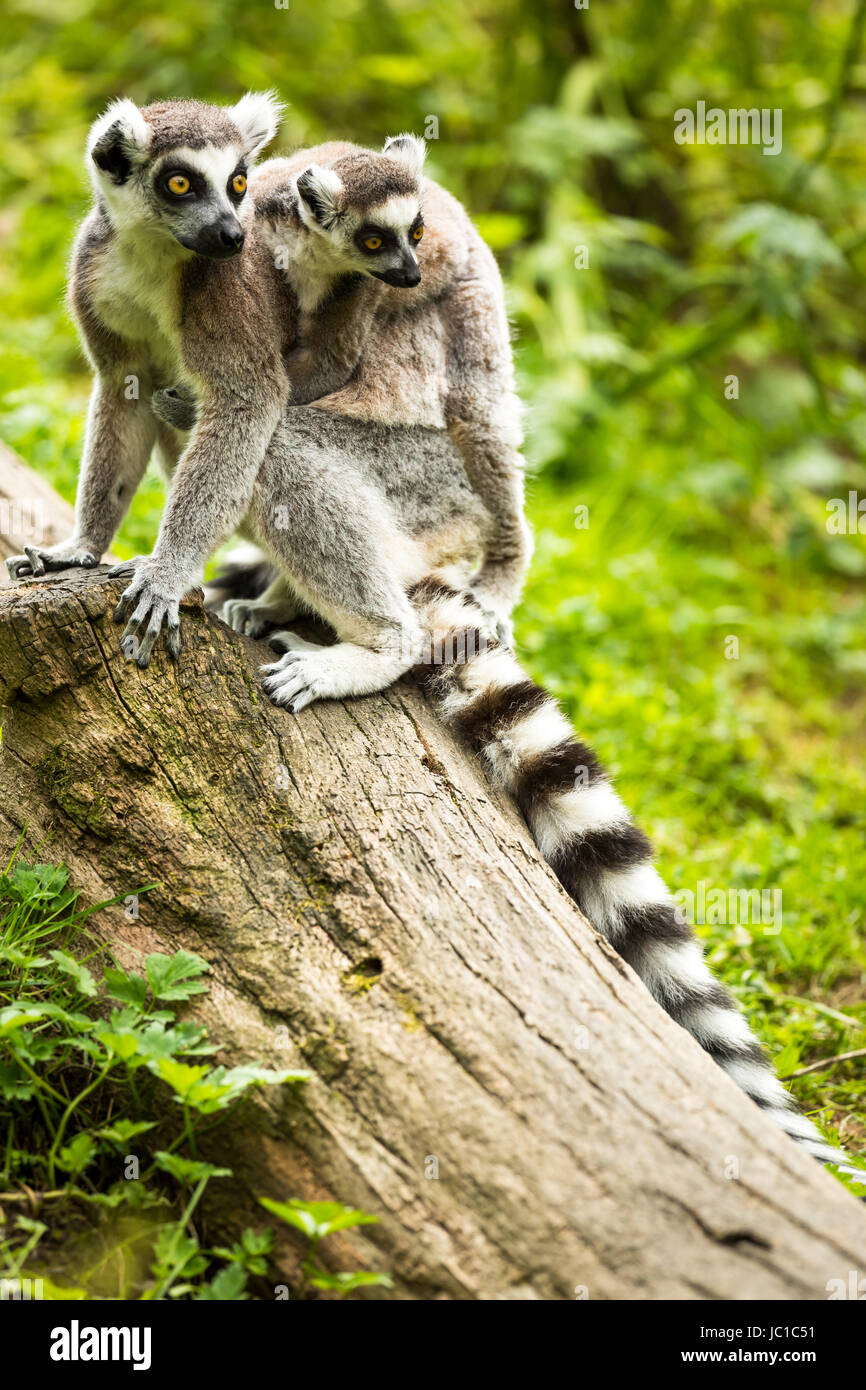 Lemur kata (Lemur catta Stock Photo - Alamy