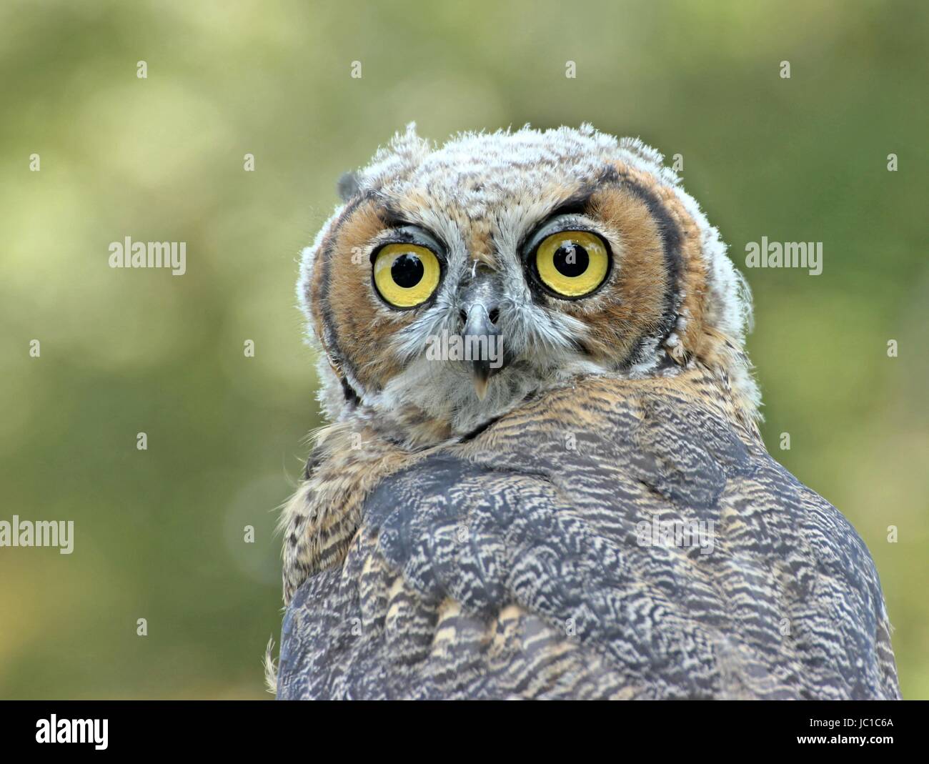 Virginia eagle owl hi-res stock photography and images - Alamy