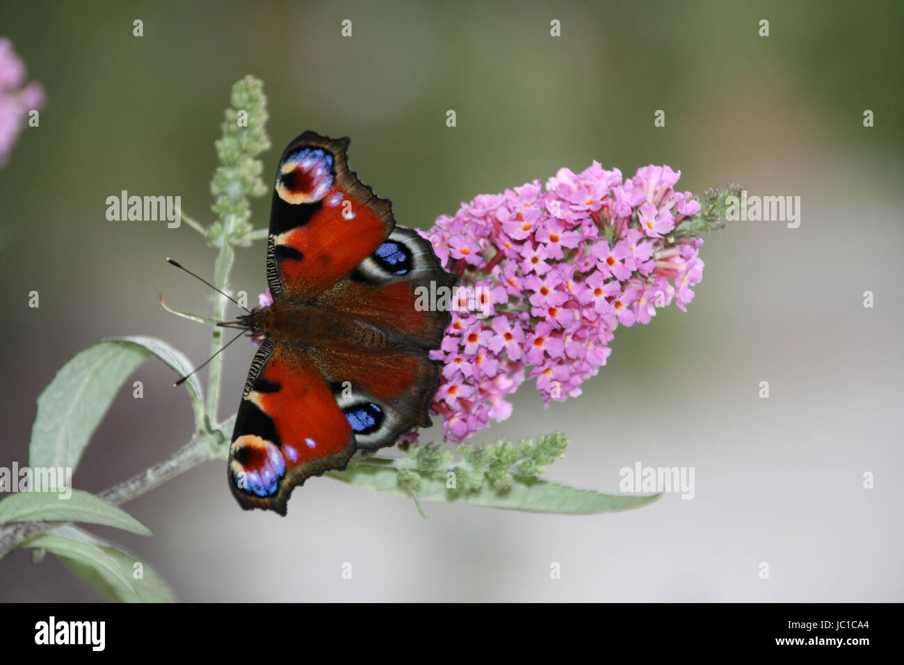 Light coloured moth hi-res stock photography and images - Alamy
