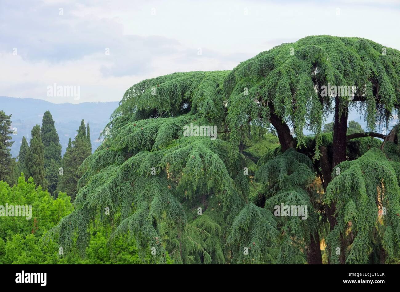 Zeder - cedar 29 Stock Photo - Alamy