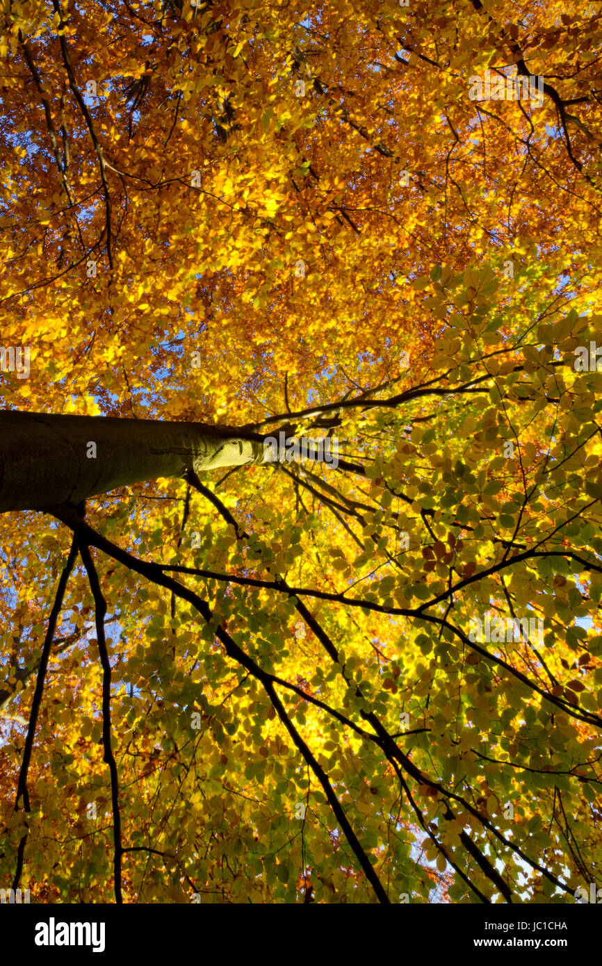 Colorful tree in autumn, Germany Stock Photo - Alamy