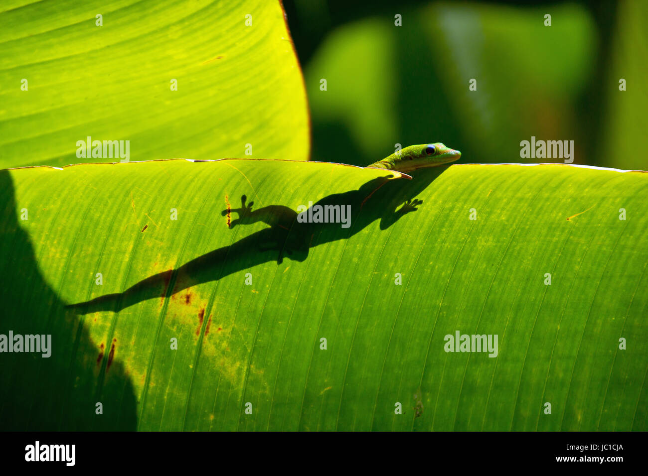Celestial reunion hi-res stock photography and images - Alamy