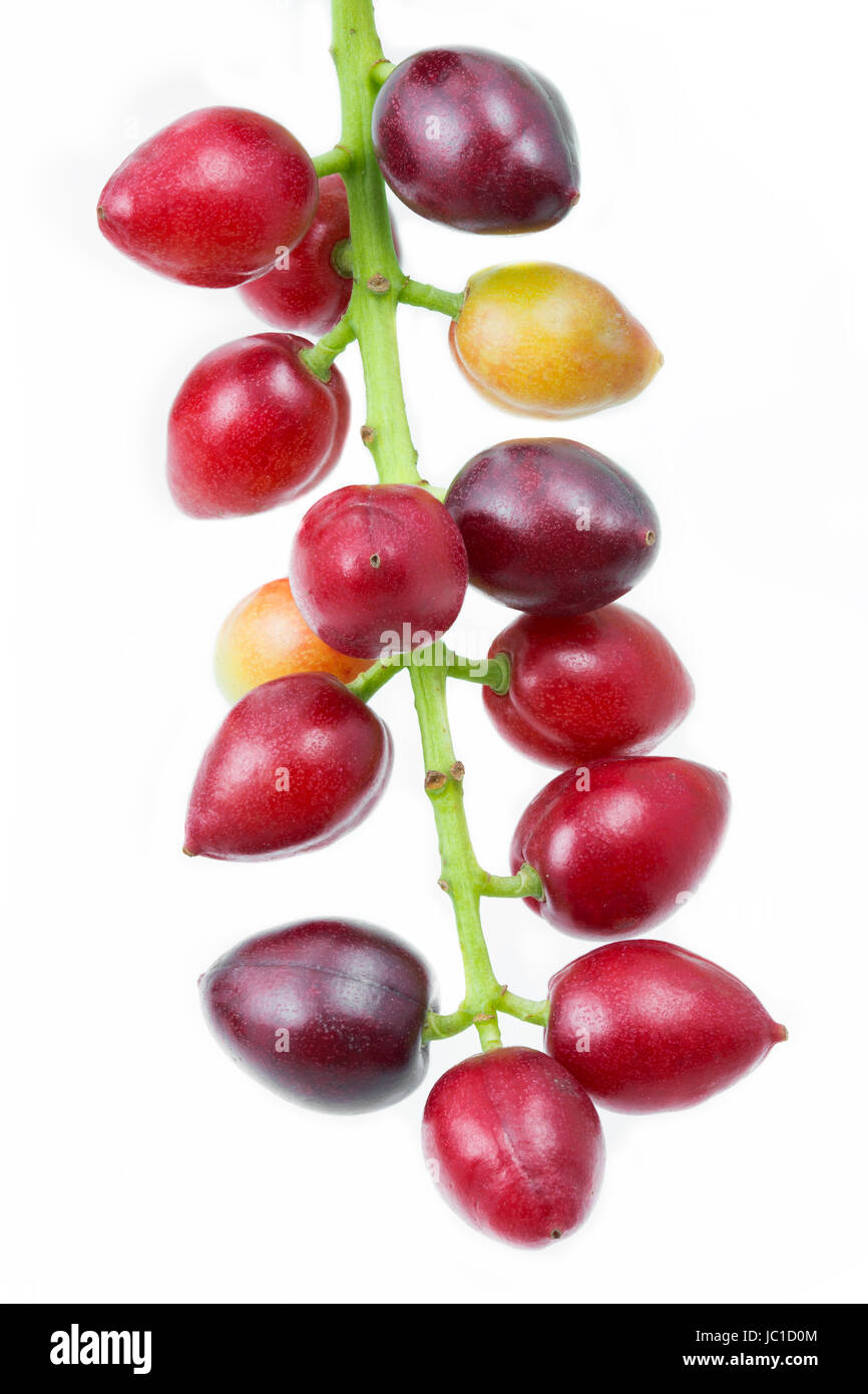 Kirschlorbeer prunus laurocerasus hi-res stock photography and images ...