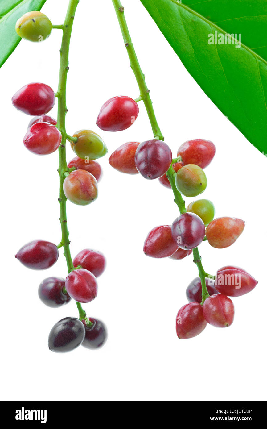 Kirschlorbeer hi-res stock photography and images - Alamy