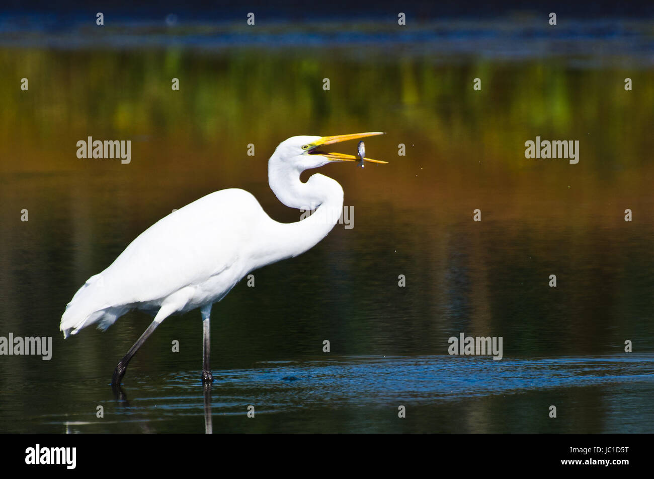 Great Egret With Caught Fish in Autumn Stock Photo - Alamy