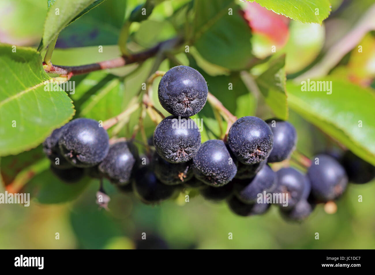 chokeberry aronia melanocarpa Stock Photo - Alamy