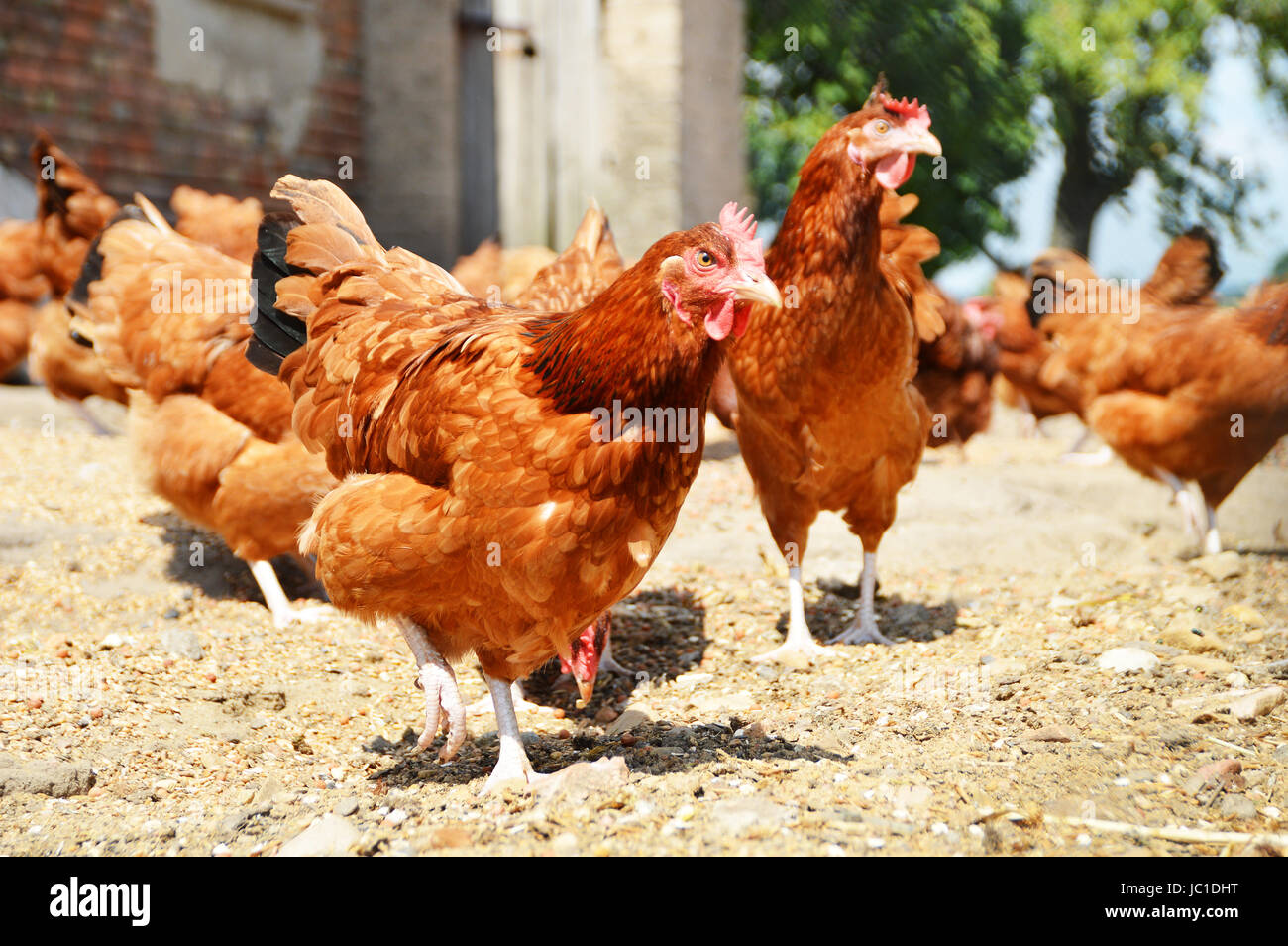 Chickens on traditional free range poultry farm Stock Photo - Alamy