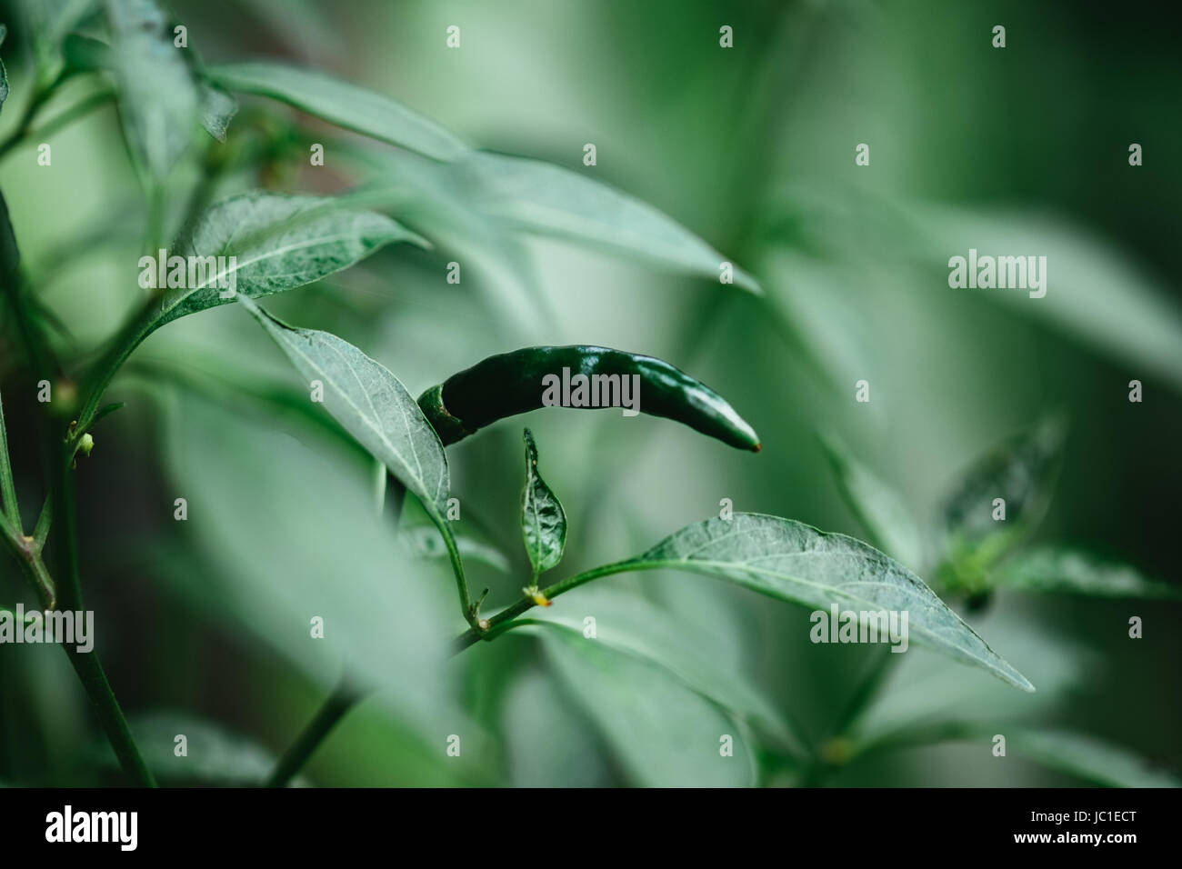 Green chilli on the tree with green leaf Stock Photo - Alamy