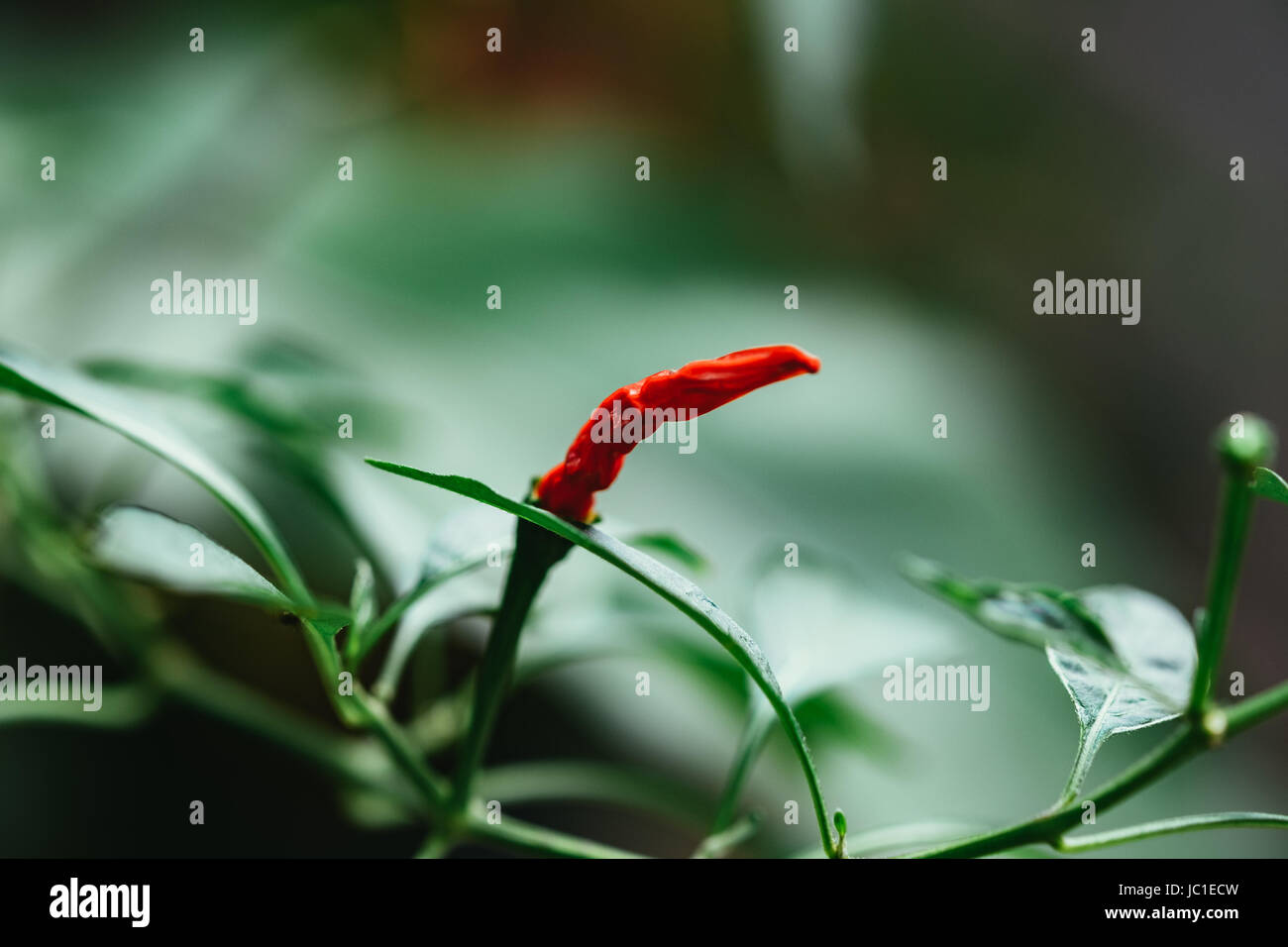 Red chilli on the tree with green leaf Stock Photo - Alamy