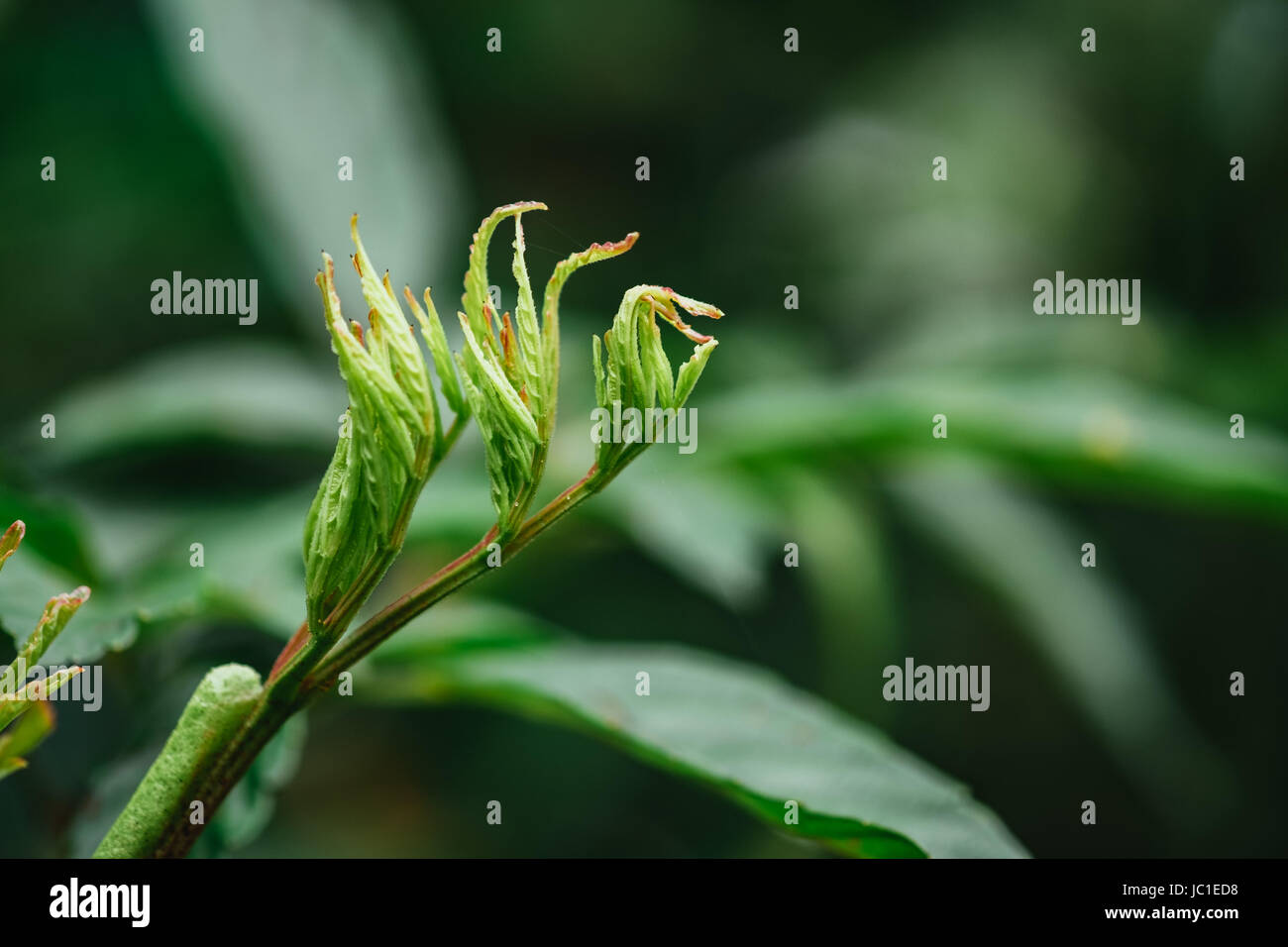 Leaf shoots hi-res stock photography and images - Alamy