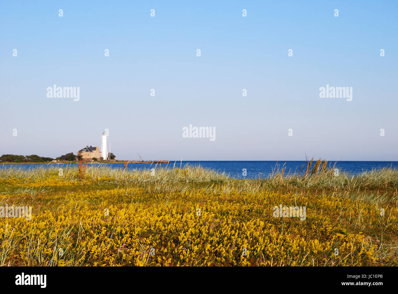 Yellow bedstraw flowers in front of the lighthouse at Hogby by the ...
