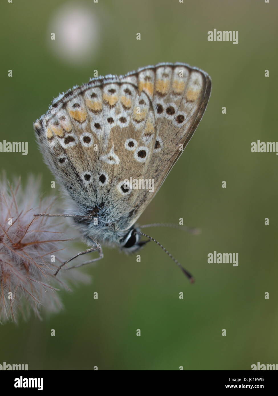 maculinea arion naturarena Stock Photo - Alamy