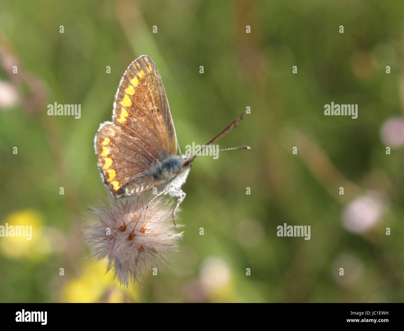 black patch blue - females Stock Photo - Alamy