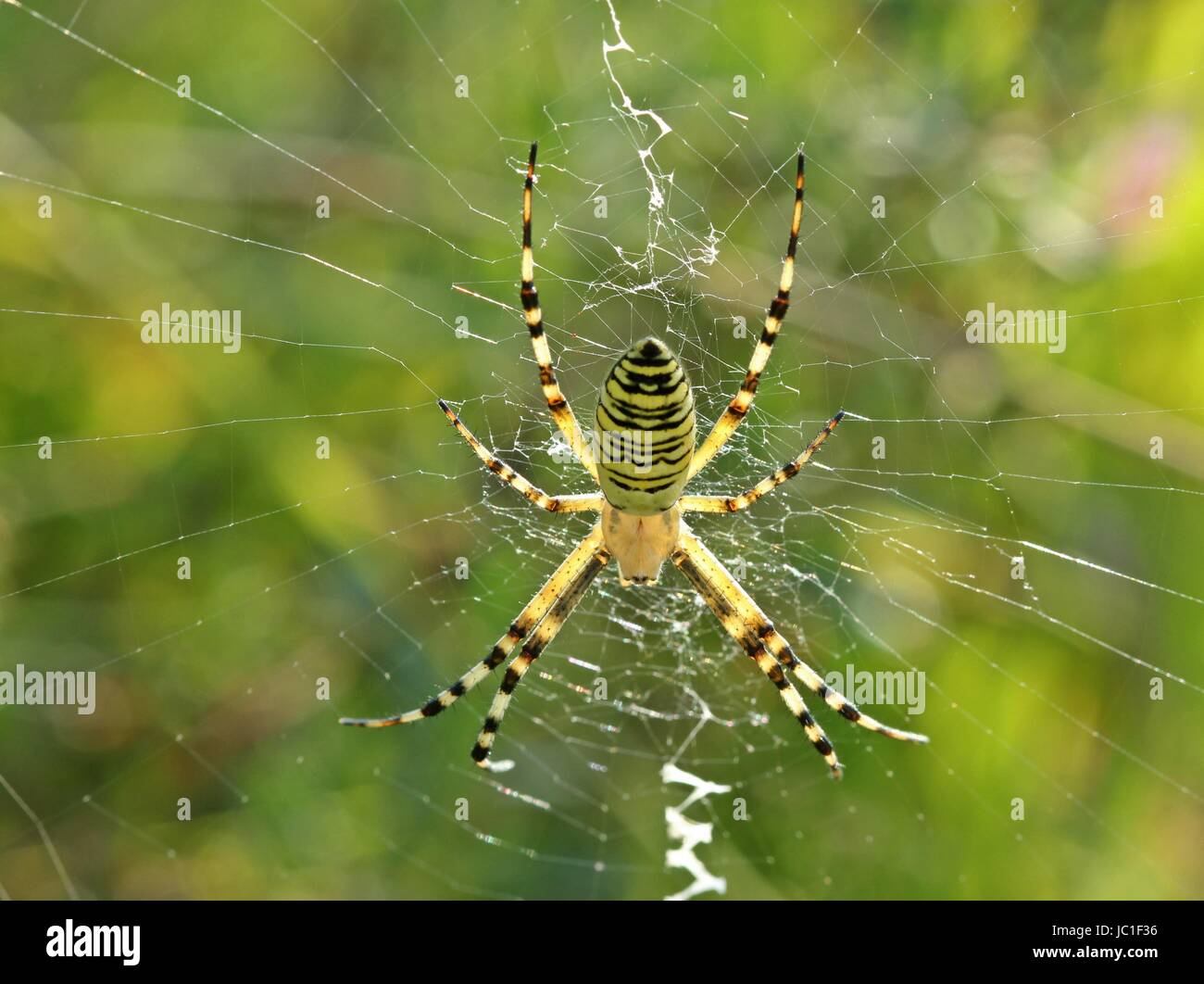 Translucent spiders hi-res stock photography and images - Alamy