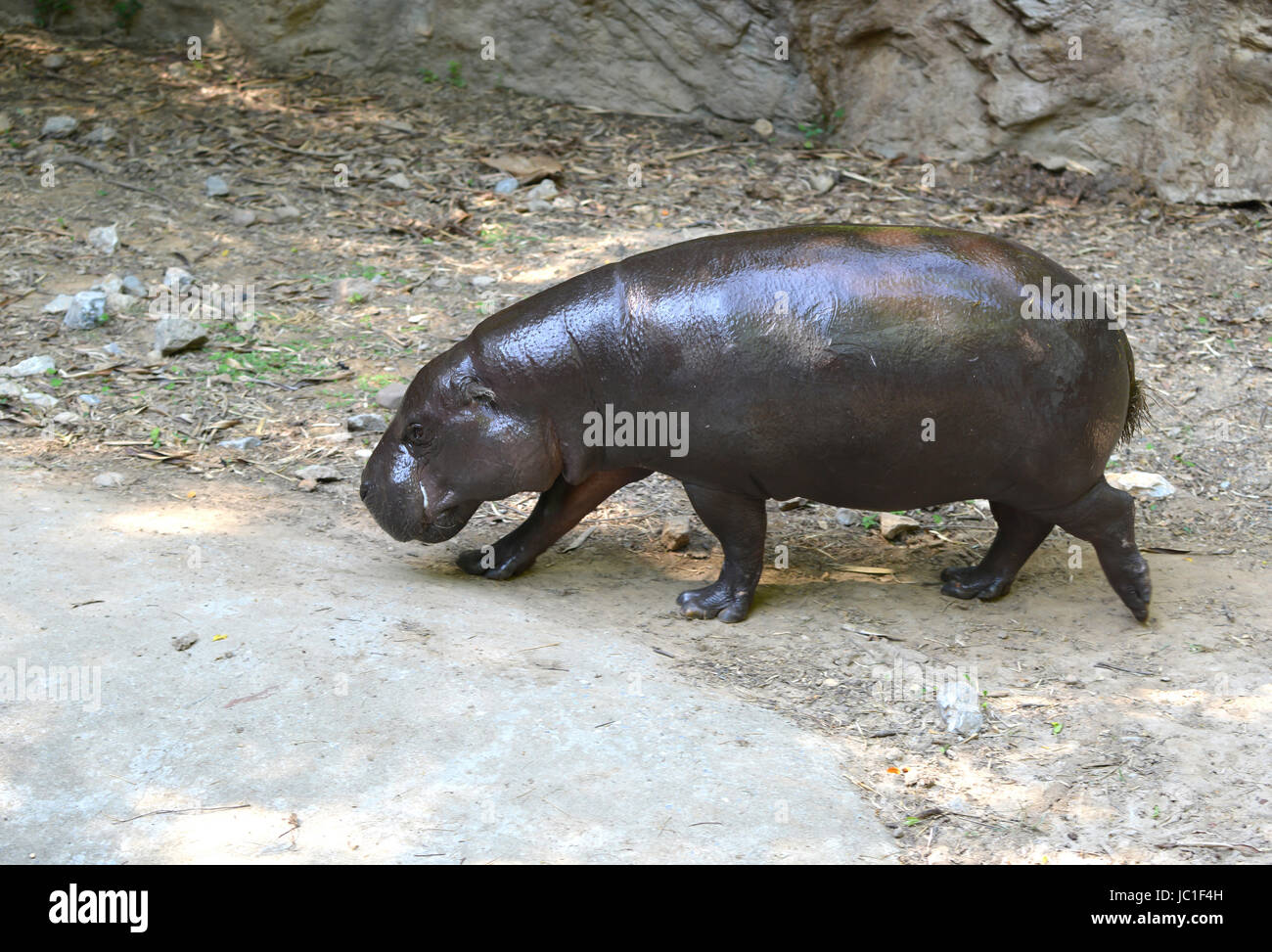 pygmy hippo in captive environment Stock Photo - Alamy