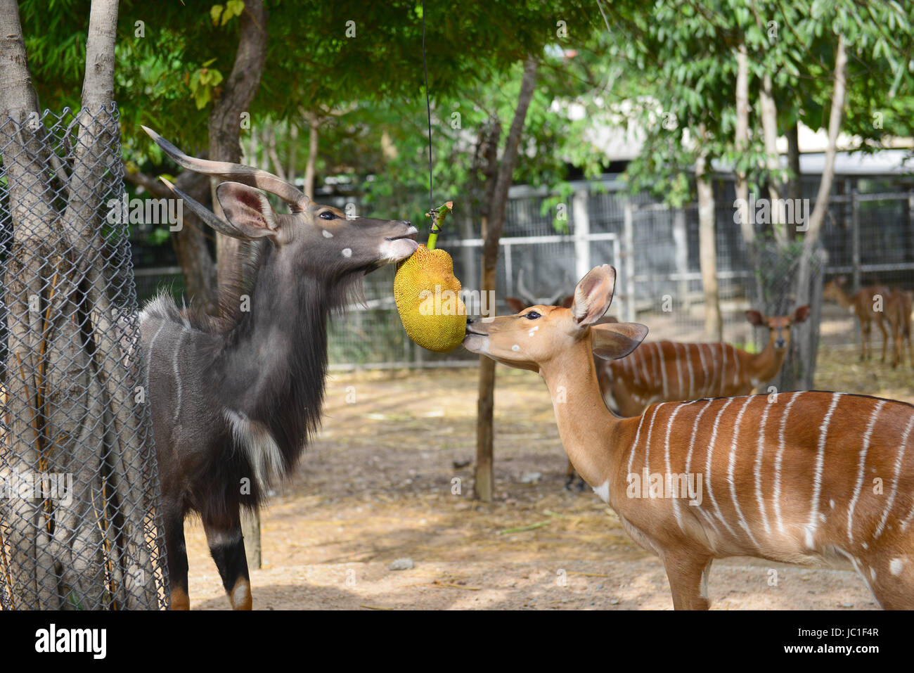 male and female eating jackfruit in zoo Stock Photo - Alamy