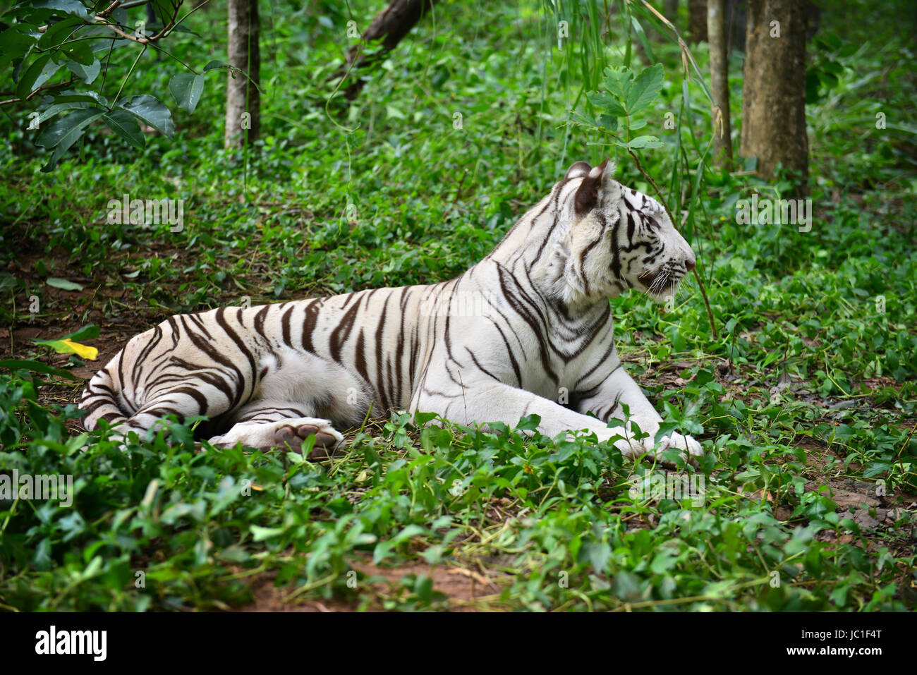 female white bengal tiger resting in nature Stock Photo - Alamy