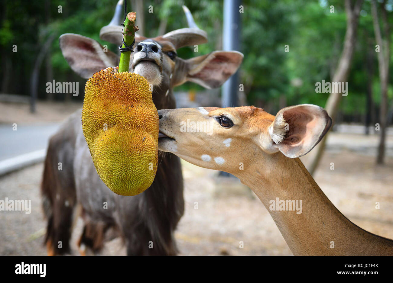 male and female eating jackfruit in zoo Stock Photo - Alamy