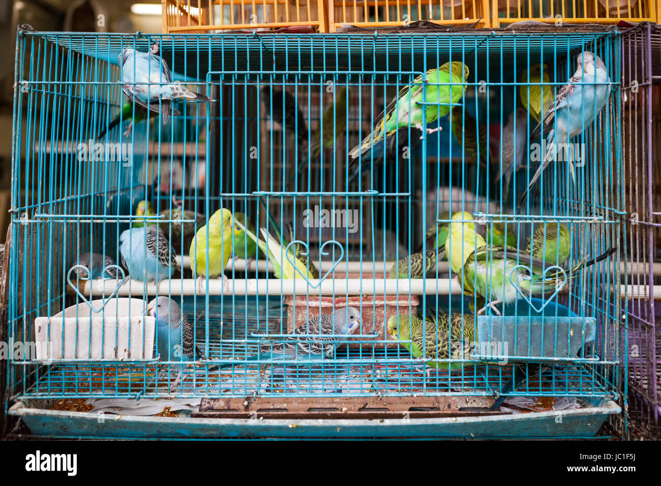 Birds for sale in bird market hong kong Stock Photo - Alamy