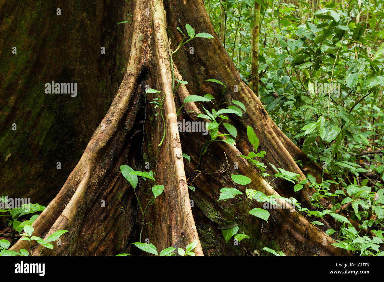 Buttress tree roots in rainforest Borneo Malaysia Stock Photo - Alamy