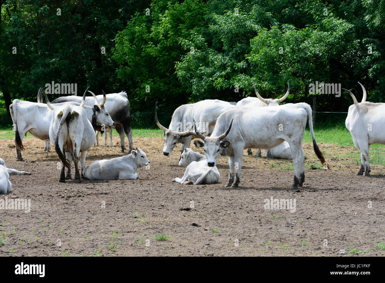 Hungarian grey cattle in Kiskunsag National Park. Hungary Stock Photo ...