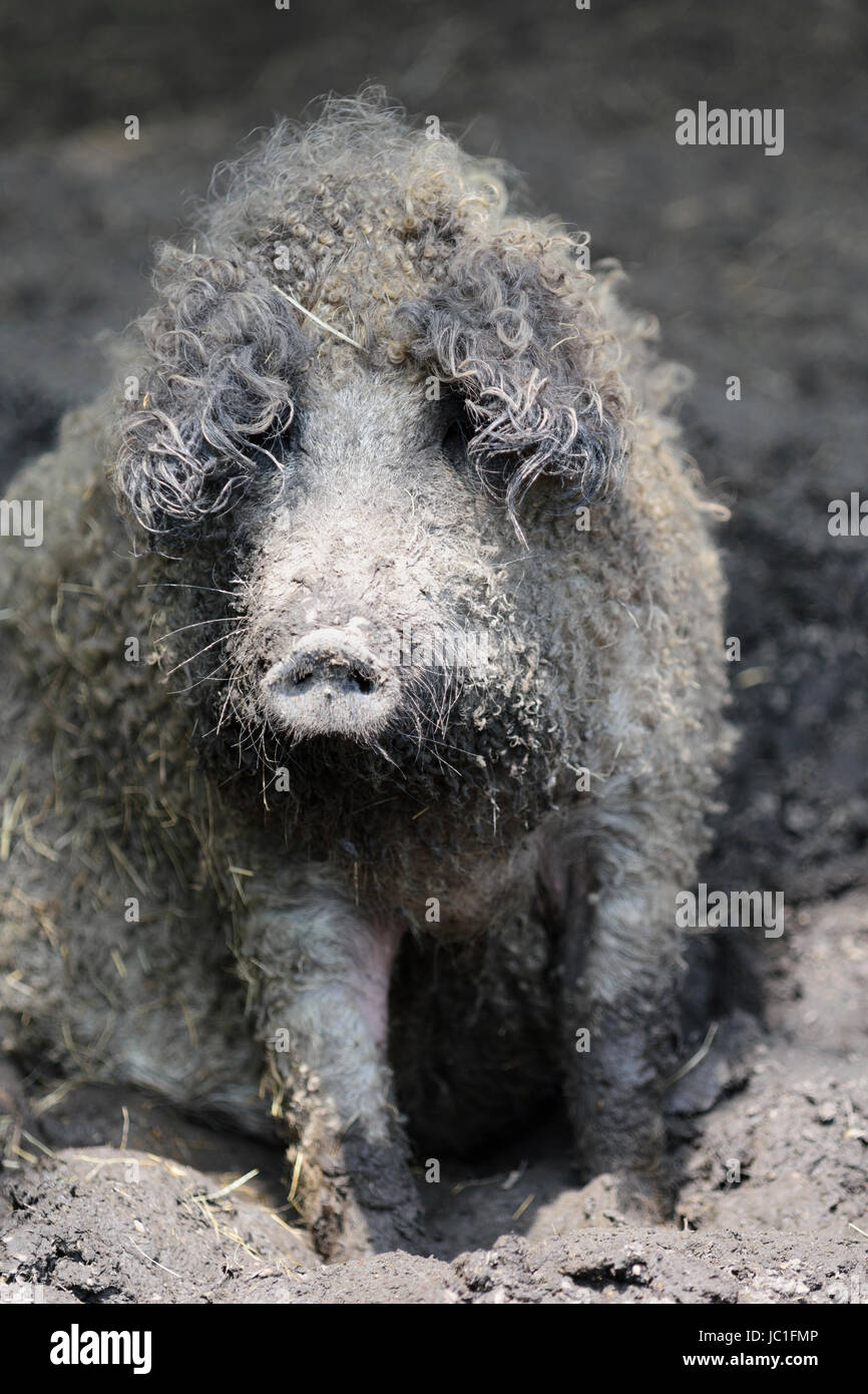 A Mangalica pig in Hungary Stock Photo - Alamy