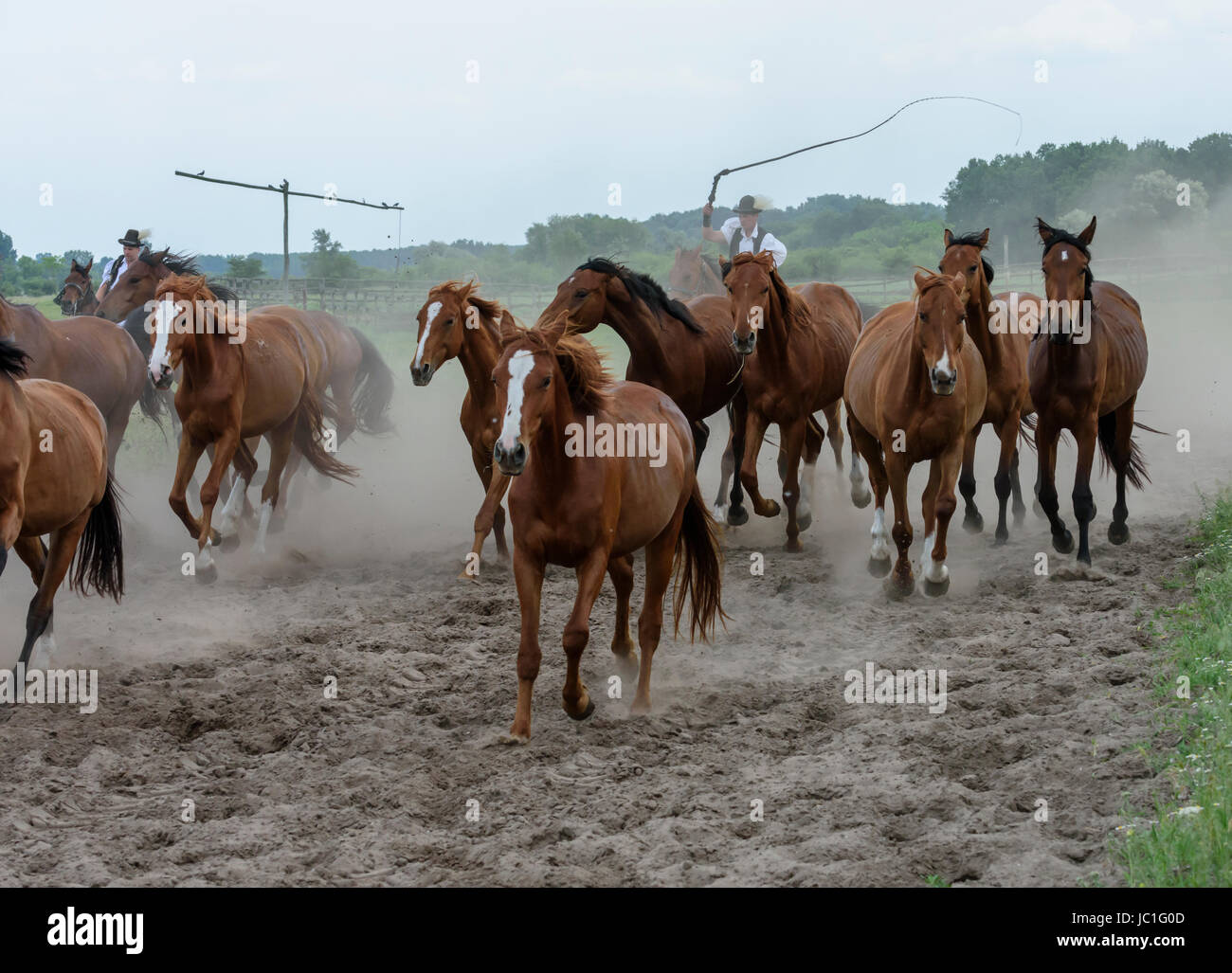 Csikos horseman in traditional clothes hi-res stock photography and ...