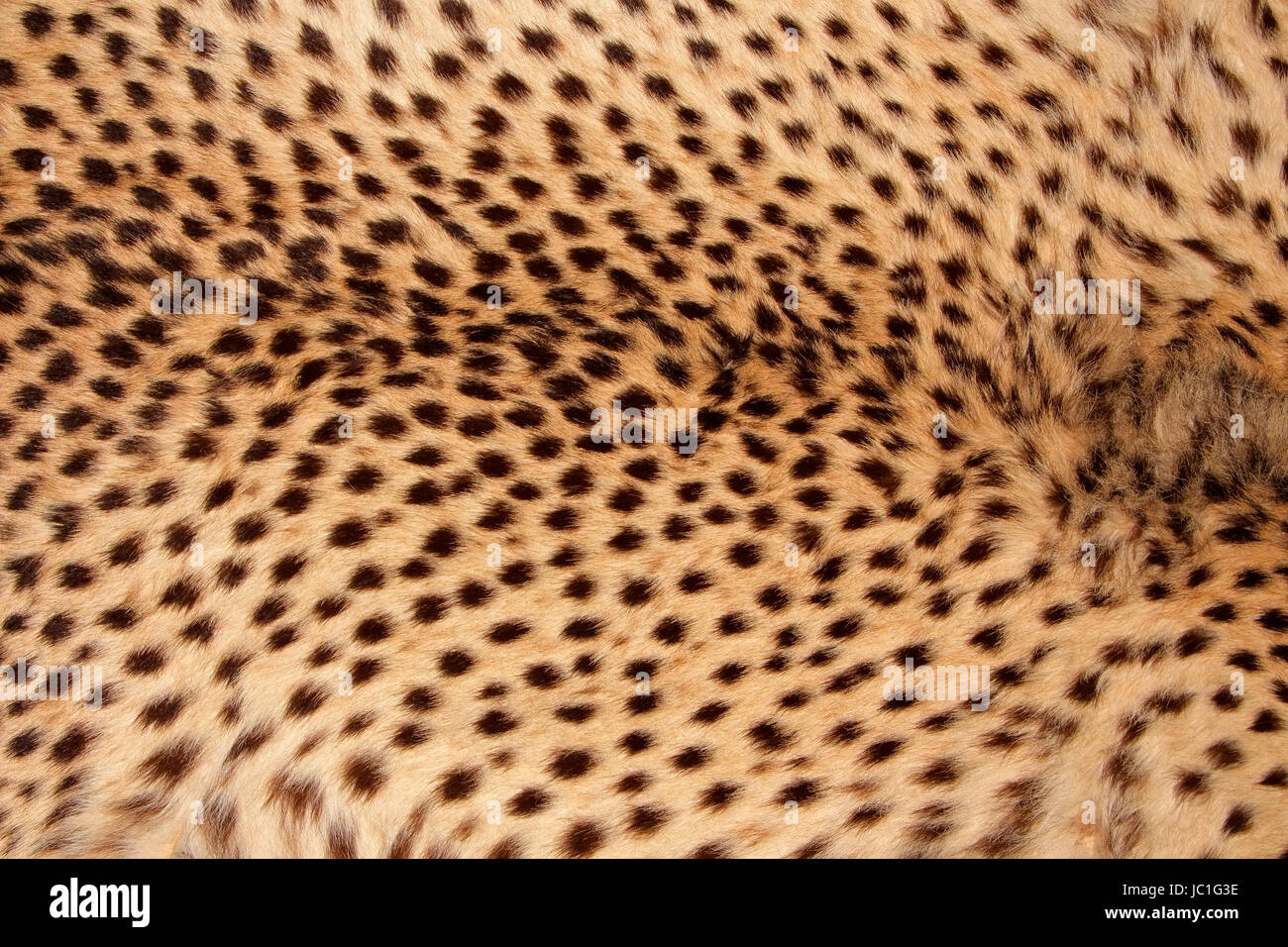 Close-up view of the skin of a cheetah (Acinonyx jubatus Stock Photo ...