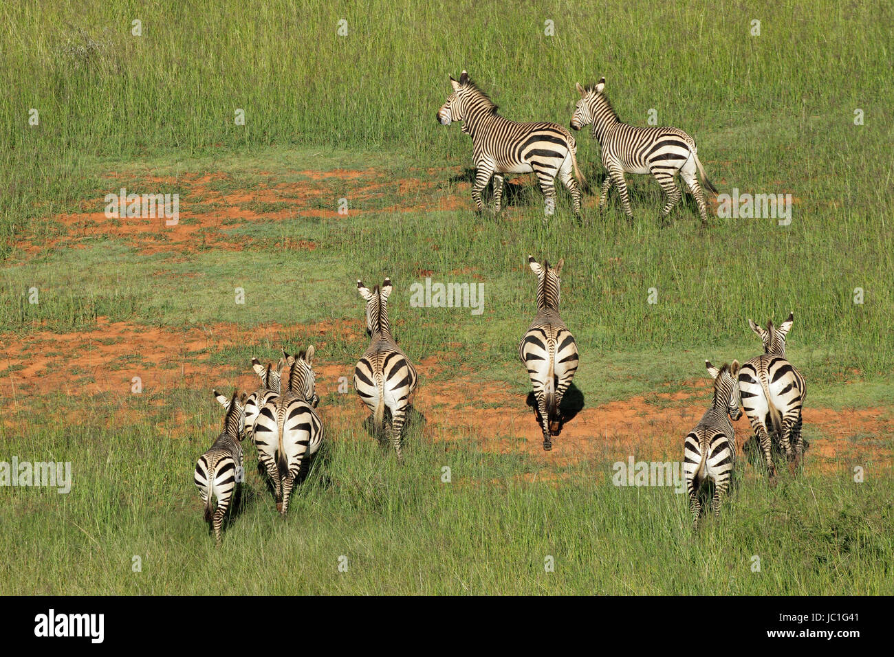 Aerial view of Hartmanns Mountain Zebras (Equus zebra hartmannae) in ...