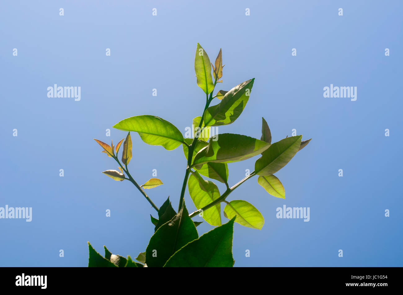 Green Lemon tree leaves on a blue sky background Stock Photo - Alamy